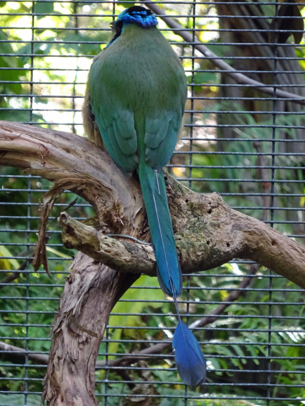 Exotic Birds—Motmot – Bird Brain