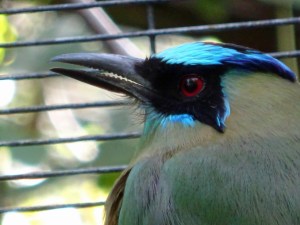 Exotic Birds—Motmot – Bird Brain