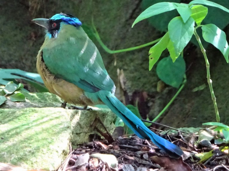 Exotic Birds—Motmot – Bird Brain
