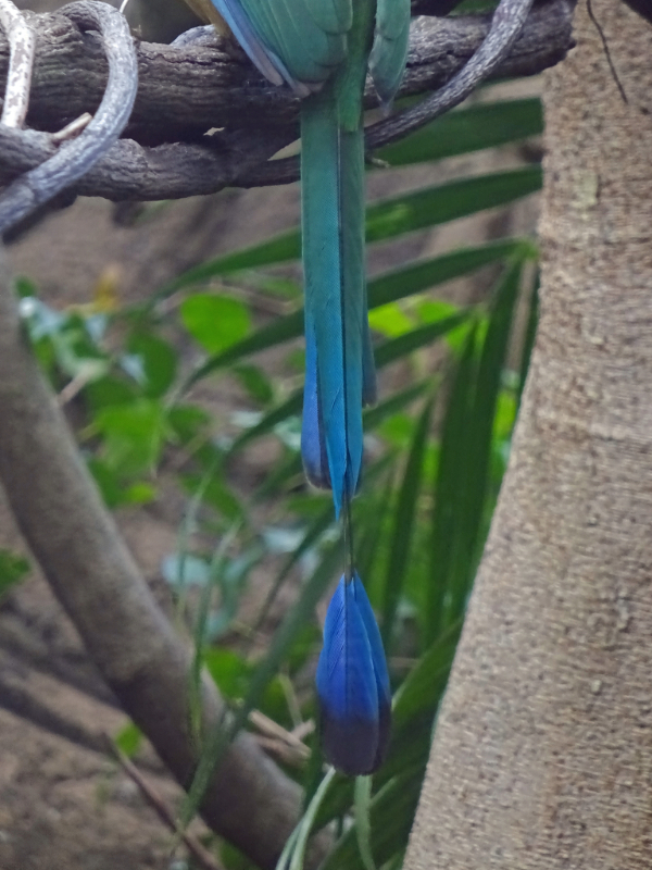 Exotic Birds—Motmot – Bird Brain