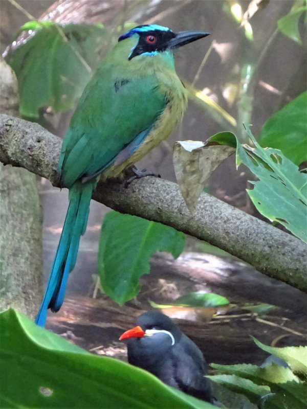 Exotic Birds—Motmot – Bird Brain