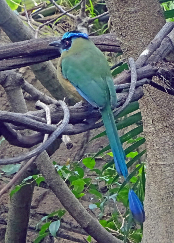 Exotic Birds—Motmot – Bird Brain