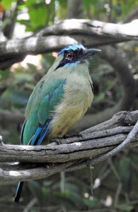 Exotic Birds—Motmot – Bird Brain