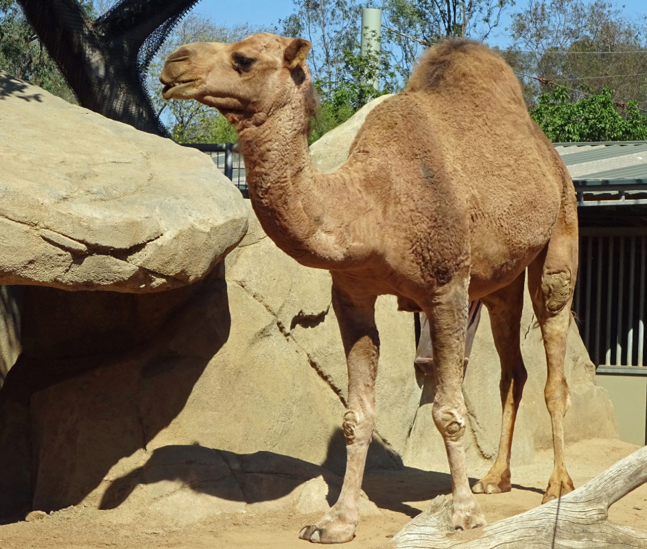 Animal Toots – Bird Brain