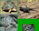 Animal Toots – Bird Brain