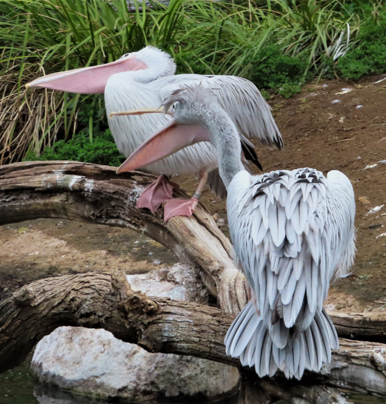 Big Bills!* – Bird Brain