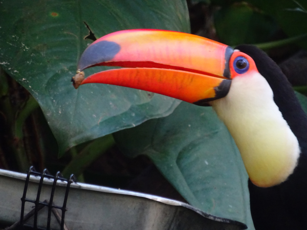 Big Bills!* – Bird Brain