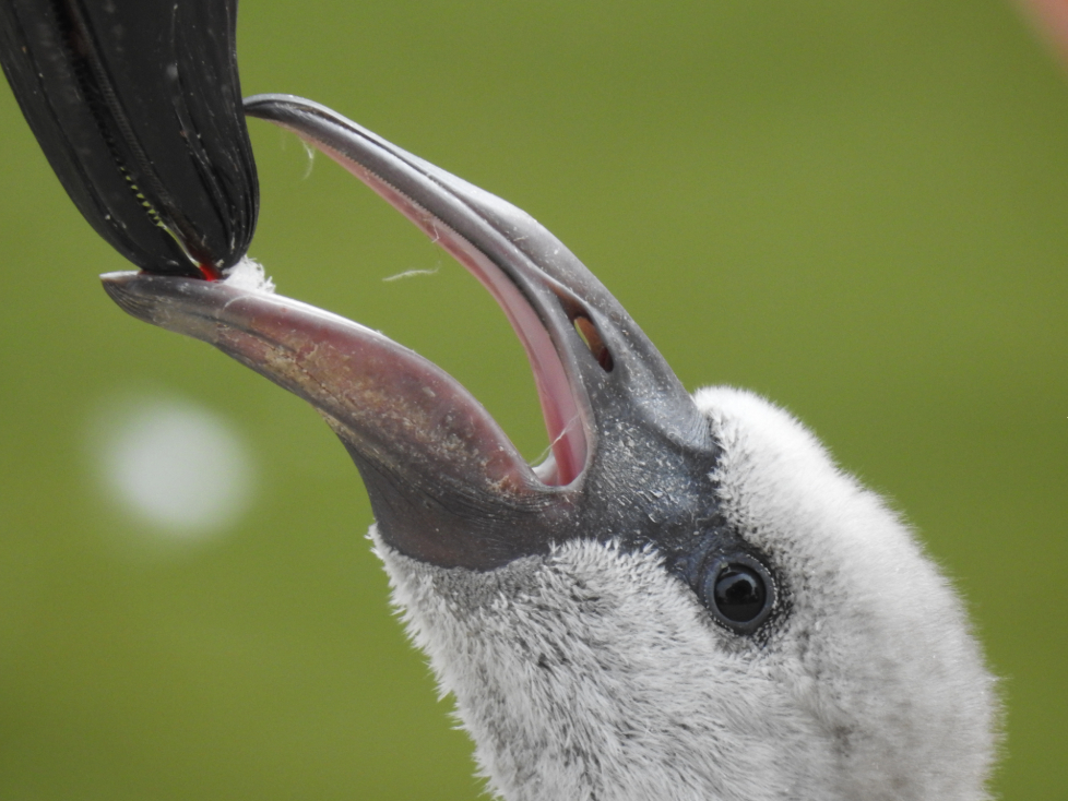 Got (Bird) Milk? – Bird Brain