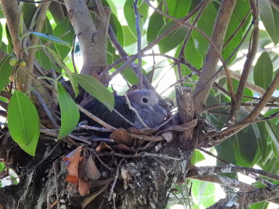 Got (Bird) Milk? – Bird Brain
