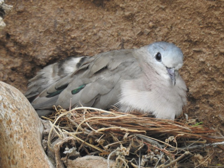 Got (Bird) Milk? – Bird Brain
