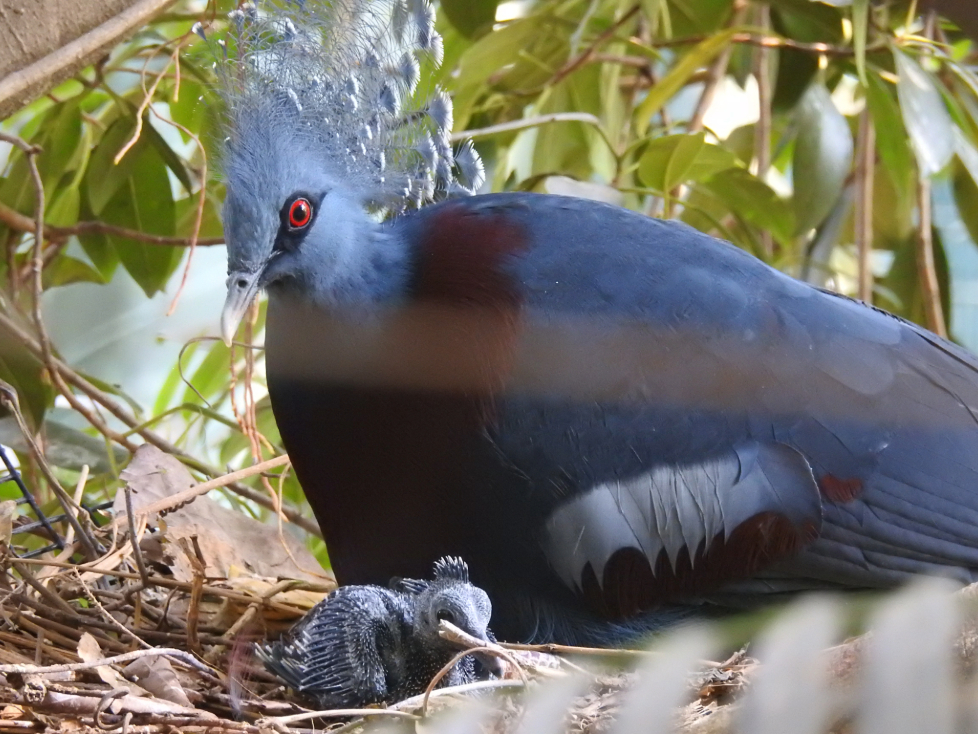 Got (Bird) Milk? – Bird Brain