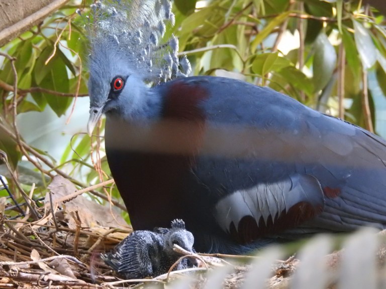 Got (Bird) Milk? – Bird Brain