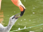 Got (Bird) Milk? – Bird Brain