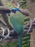 Exotic Birds—Motmot – Bird Brain