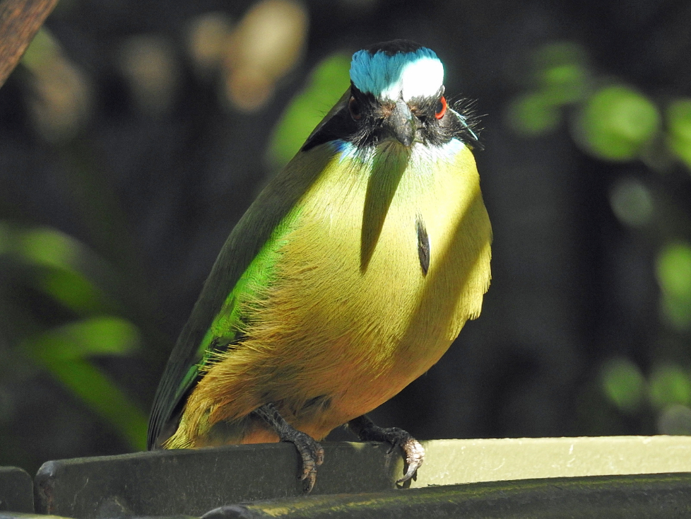 Exotic Birds—Motmot – Bird Brain