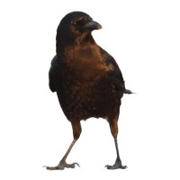 About – Bird Brain