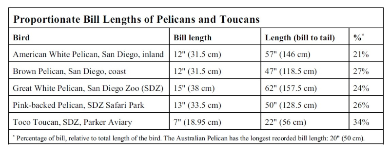 Big Bills!* – Bird Brain