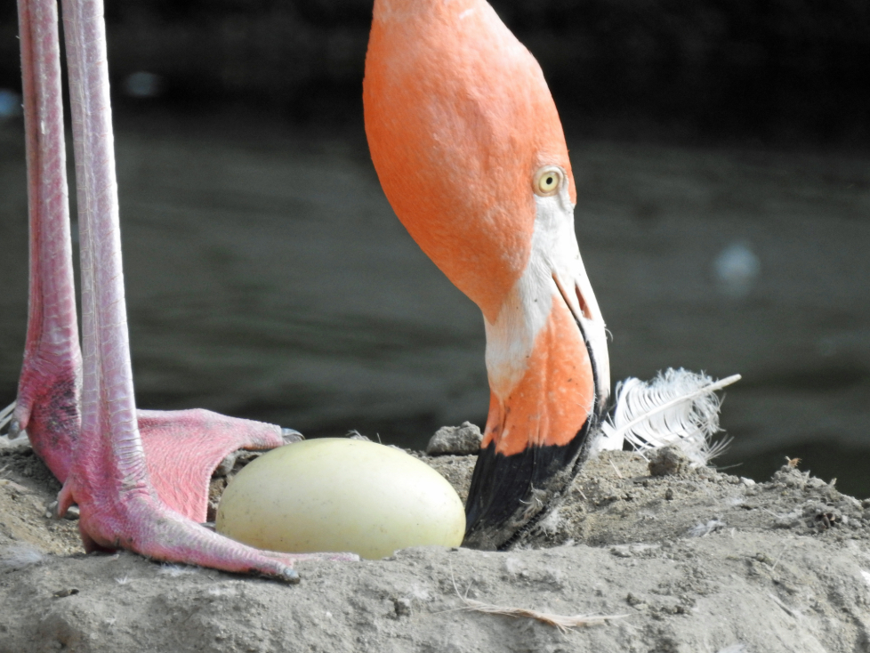 Book about Bird Eggs – Bird Brain