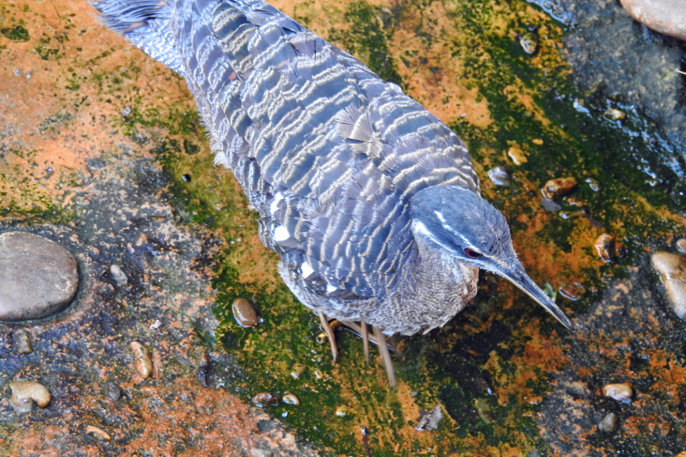Exotic Birds—Sunbittern – Bird Brain
