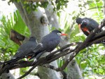 Exotic Birds — Inca Tern – Bird Brain