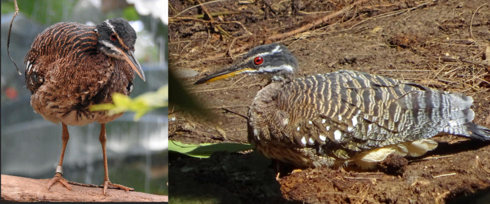Exotic Birds—Sunbittern – Bird Brain