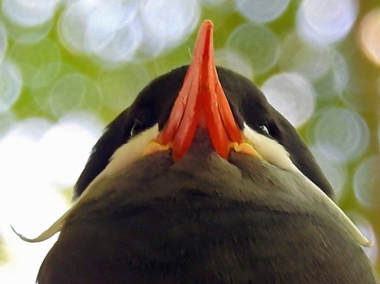Exotic Birds — Inca Tern – Bird Brain