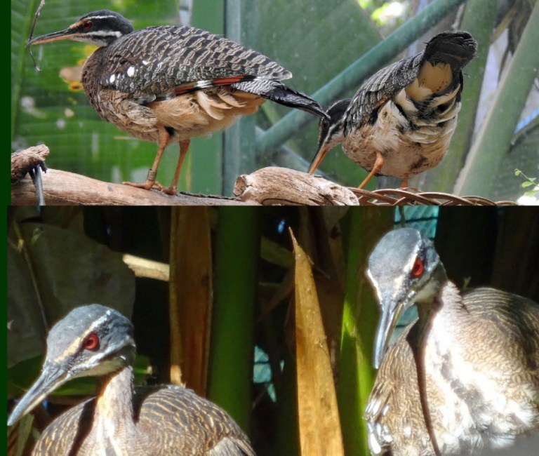 Exotic Birds—Sunbittern – Bird Brain