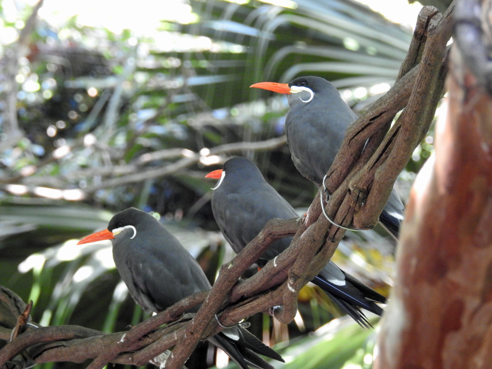Exotic Birds — Inca Tern – Bird Brain
