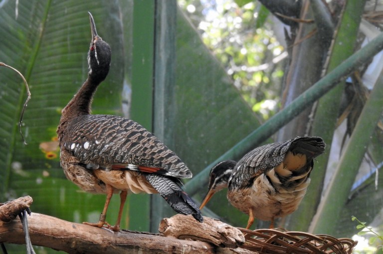 Exotic Birds—Sunbittern – Bird Brain
