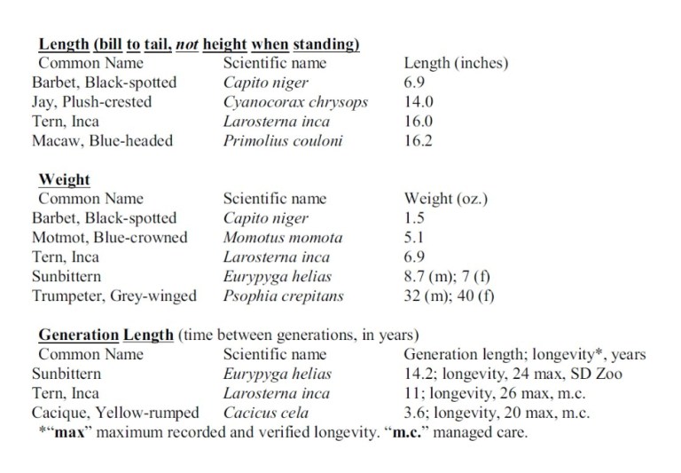 Exotic Birds — Inca Tern – Bird Brain