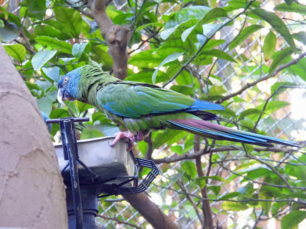 Blue-headed Macaws and Pals* – Bird Brain