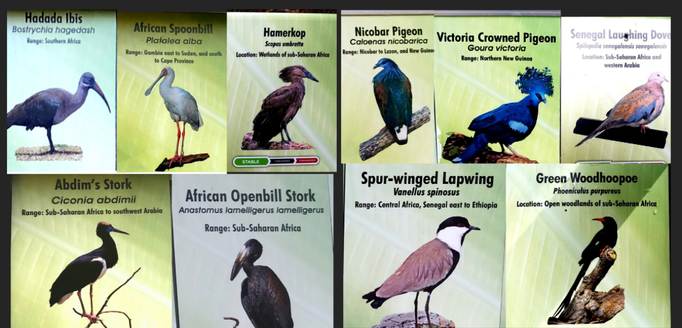 Sunday Stroll: Wings of the World, Part 2 – Bird Brain