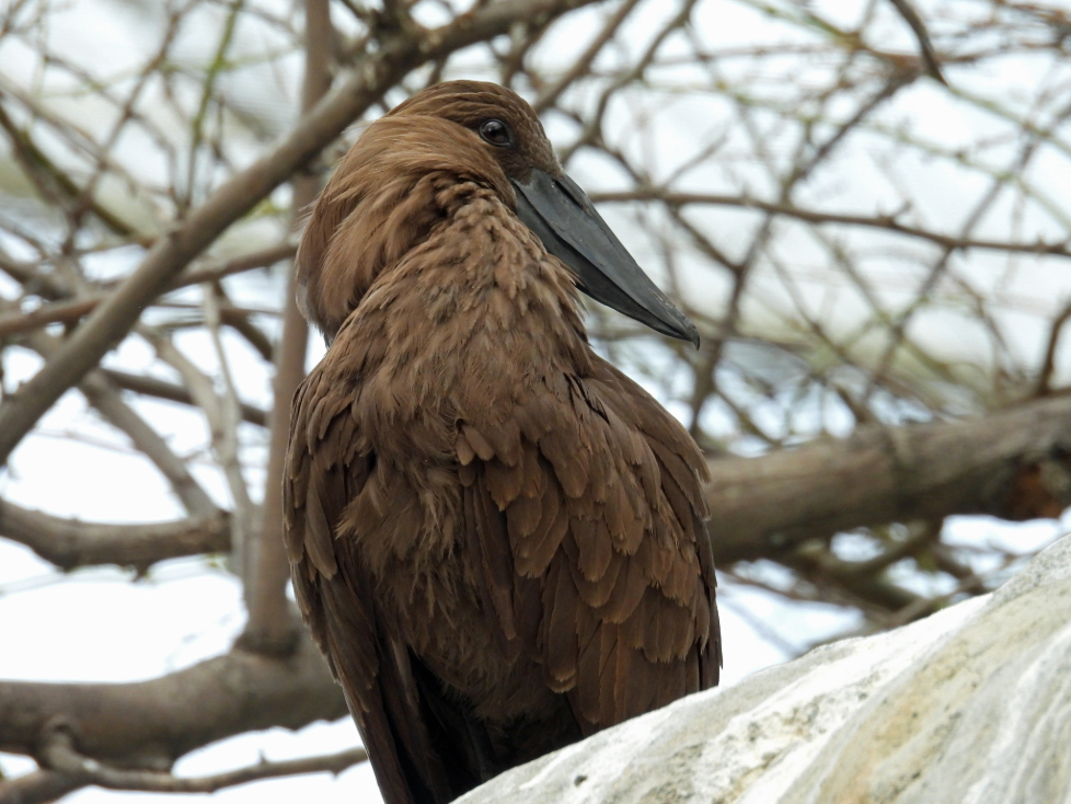 Birds Smell! – Bird Brain