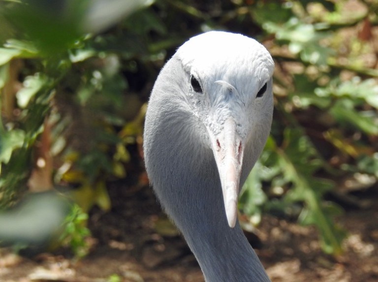 Birds Smell! – Bird Brain