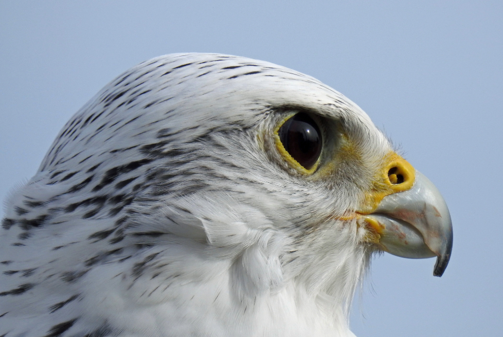 Birds Smell! – Bird Brain
