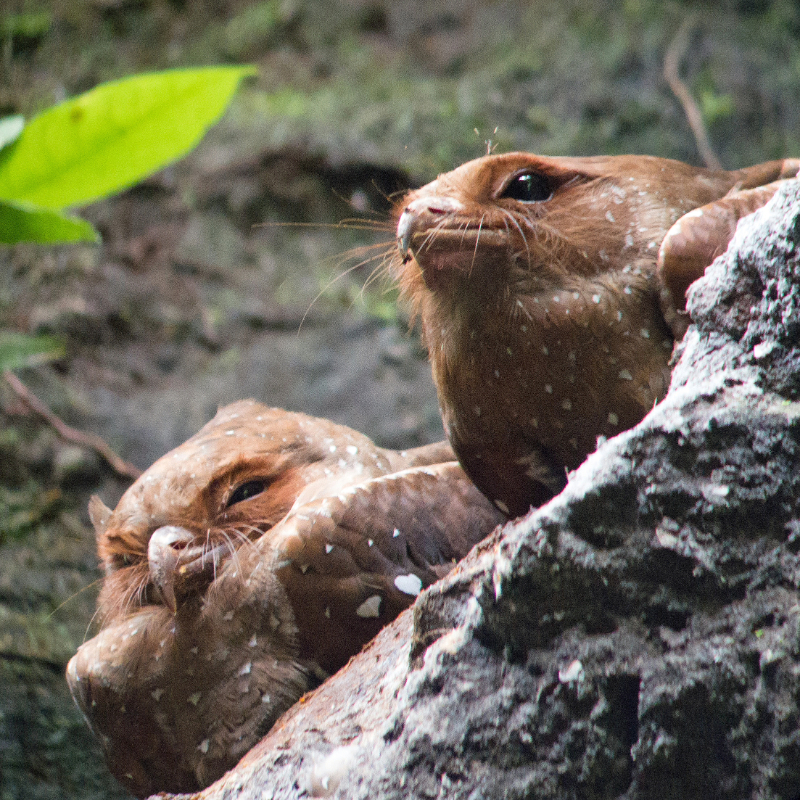 Birds Smell! – Bird Brain