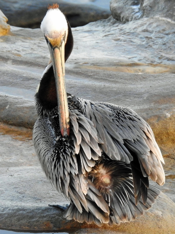 Birds Smell! – Bird Brain
