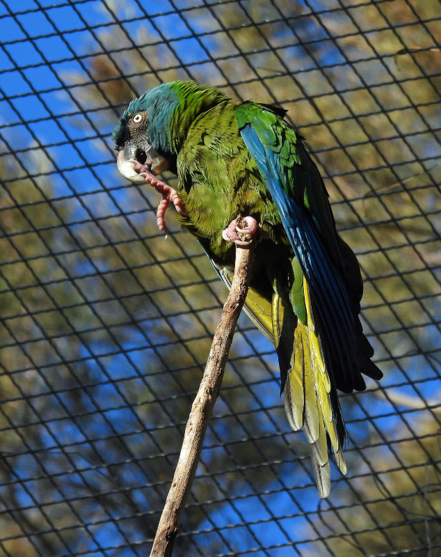 Blue-headed Macaws and Pals* – Bird Brain