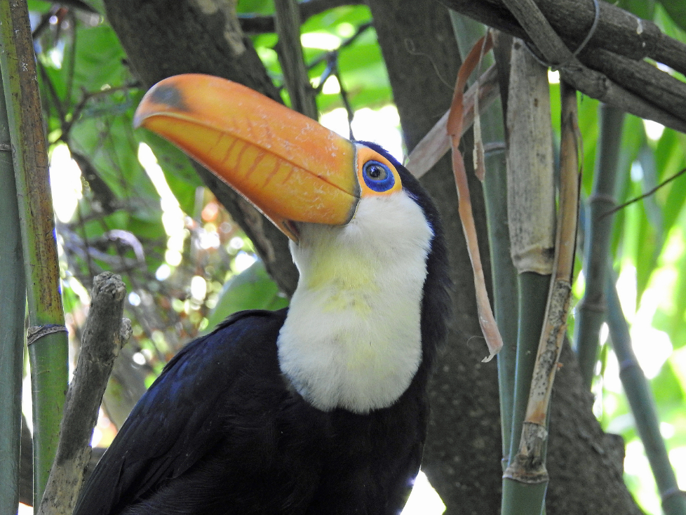 Toucans, Parker Aviary, San Diego Zoo – Bird Brain