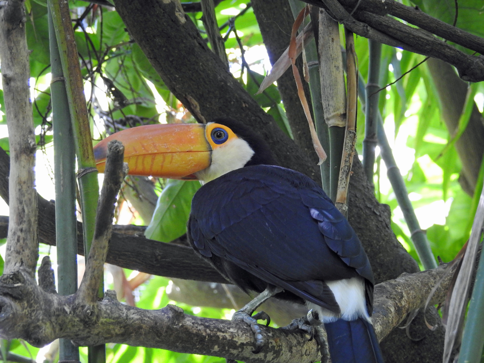 Toucans, Parker Aviary, San Diego Zoo – Bird Brain