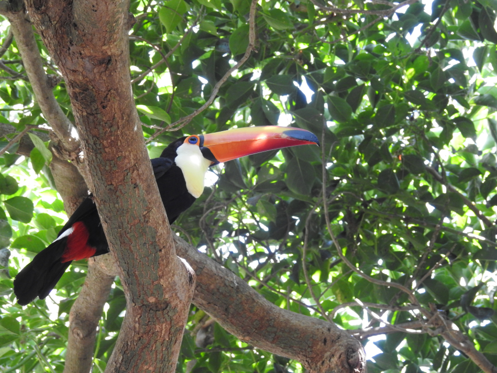 Toucans, Parker Aviary, San Diego Zoo – Bird Brain