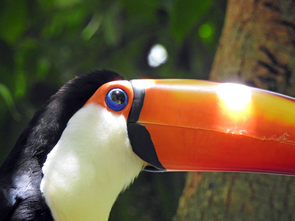 Toucans, Parker Aviary, San Diego Zoo – Bird Brain