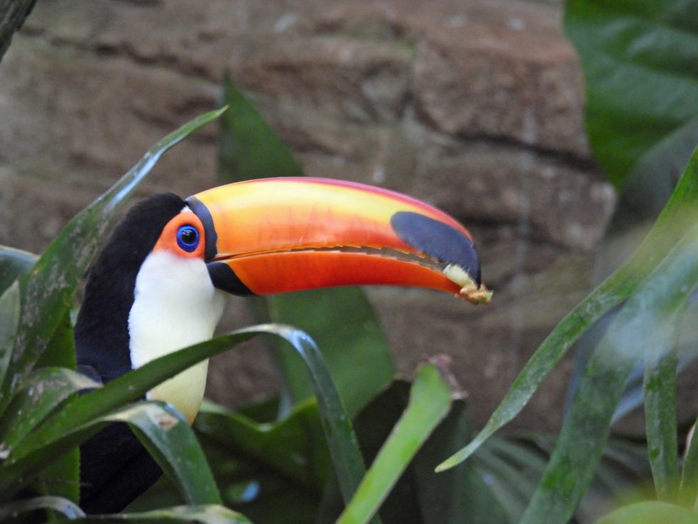 Toucans, Parker Aviary, San Diego Zoo – Bird Brain