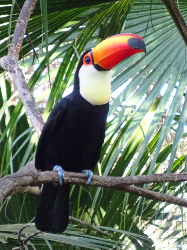 Toucans, Parker Aviary, San Diego Zoo – Bird Brain