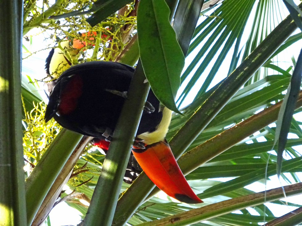 Toucans, Parker Aviary, San Diego Zoo – Bird Brain