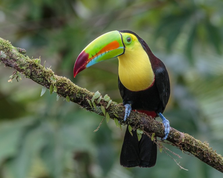 Toucans, Parker Aviary, San Diego Zoo – Bird Brain