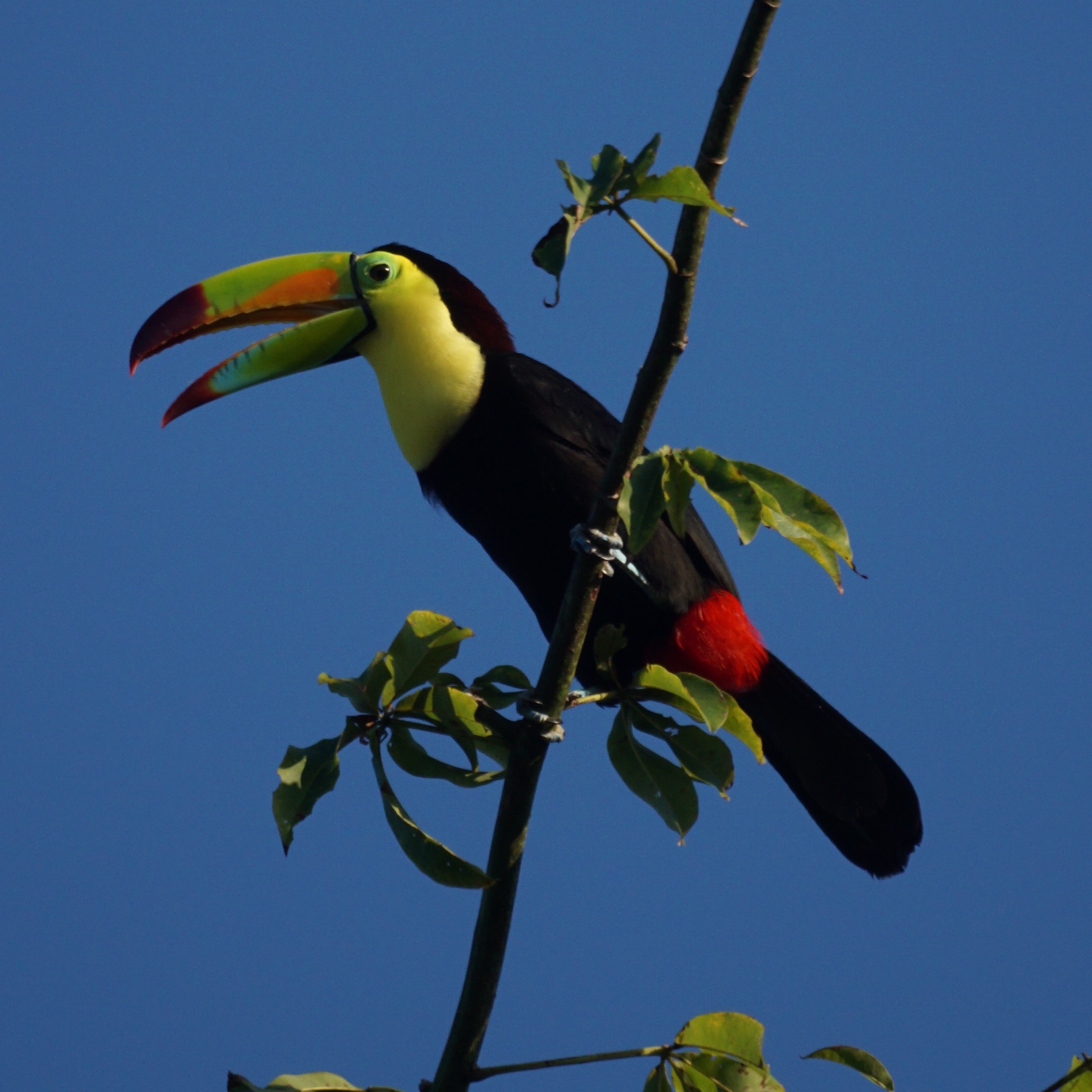 Toucans, Parker Aviary, San Diego Zoo – Bird Brain