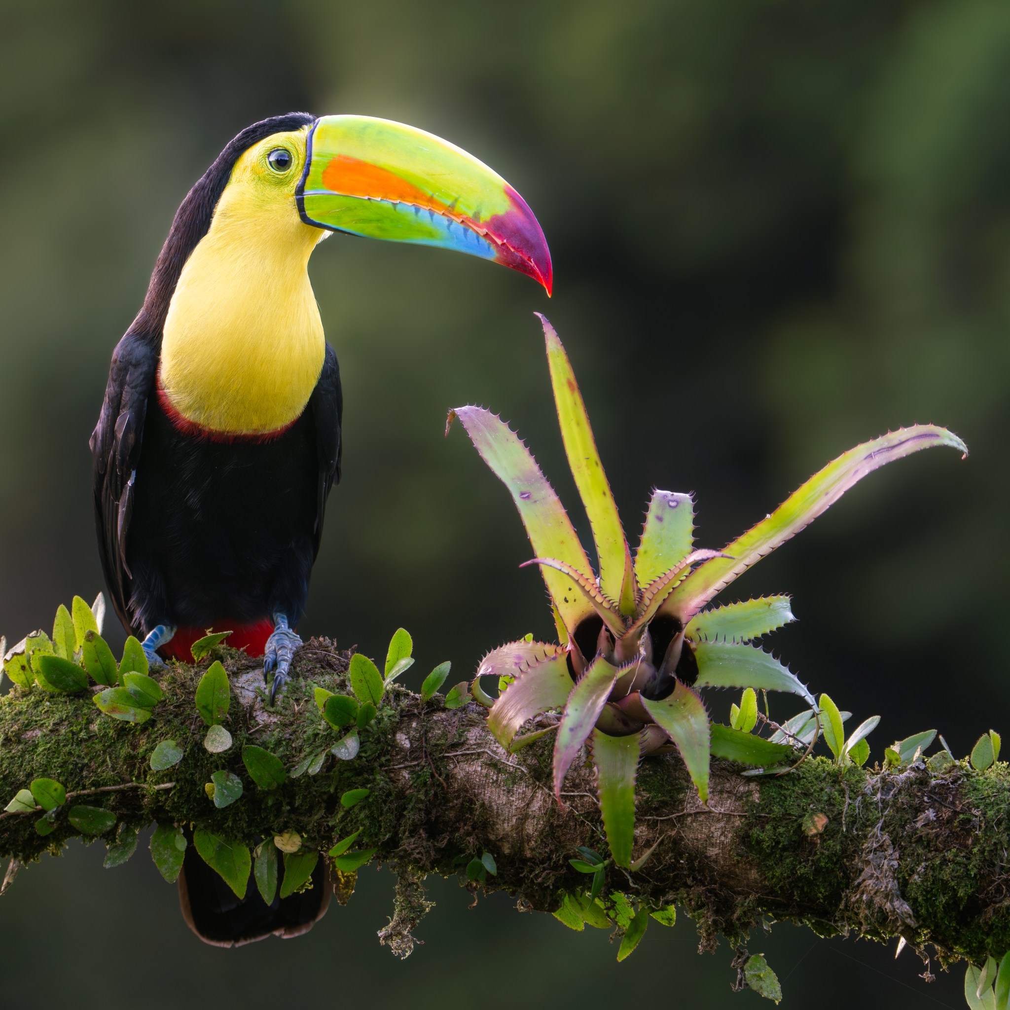 Toucans, Parker Aviary, San Diego Zoo – Bird Brain