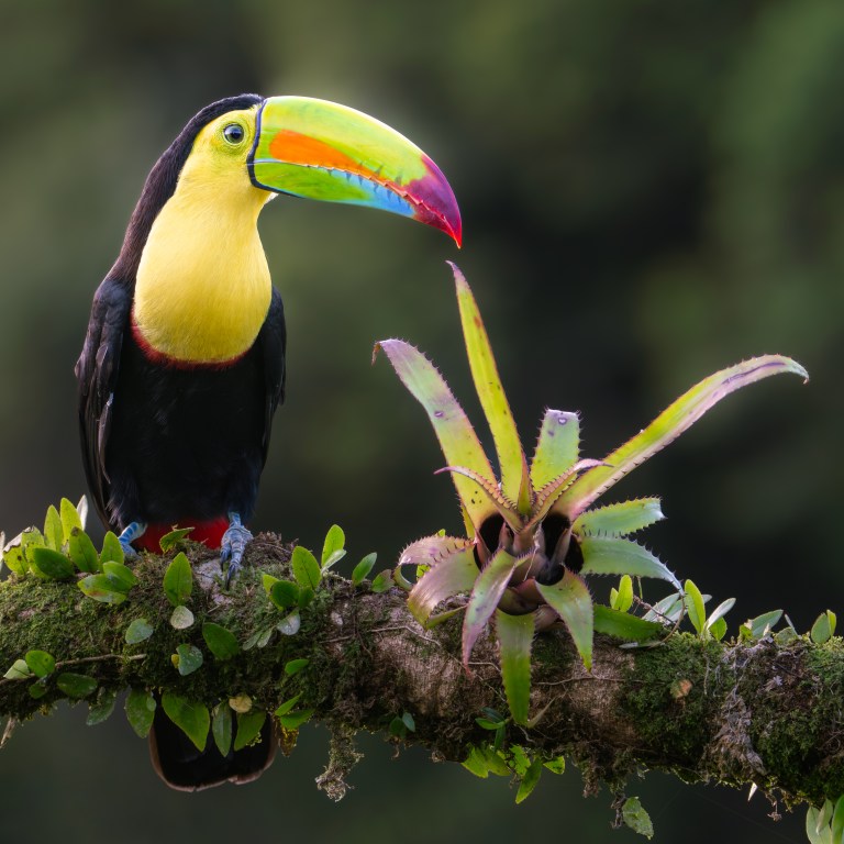 Toucans, Parker Aviary, San Diego Zoo – Bird Brain
