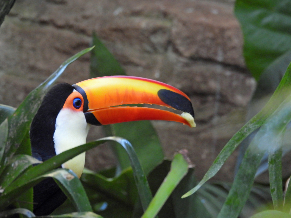 Toucans, Parker Aviary, San Diego Zoo – Bird Brain
